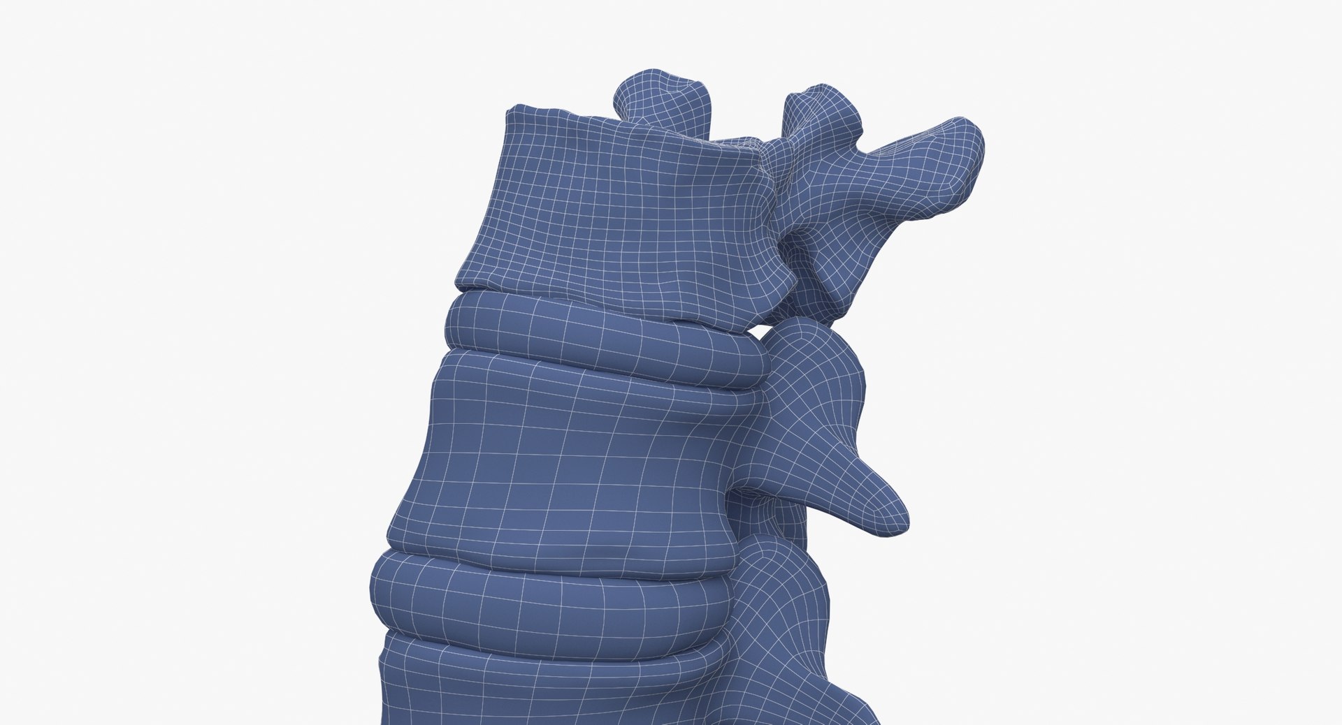 3D Human Lumbar Vertebrae L1 To L5 Bones Collection 03 - 2 Models ...