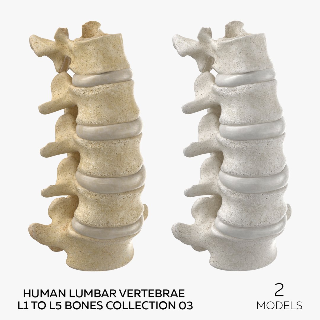 3D Human Lumbar Vertebrae L1 To L5 Bones Collection 03 - 2 Models ...