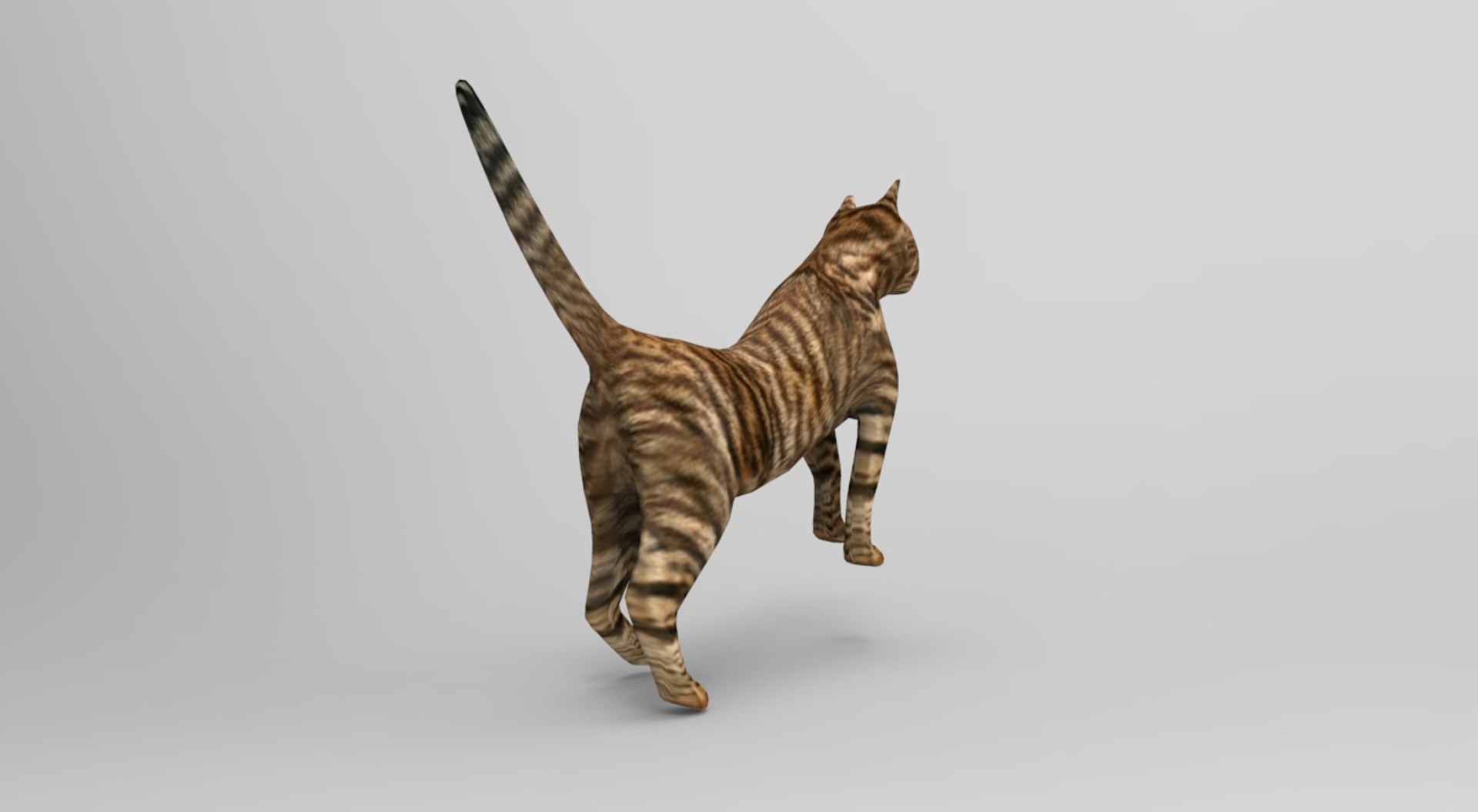 Cat Rigged Model | 1142721 | TurboSquid