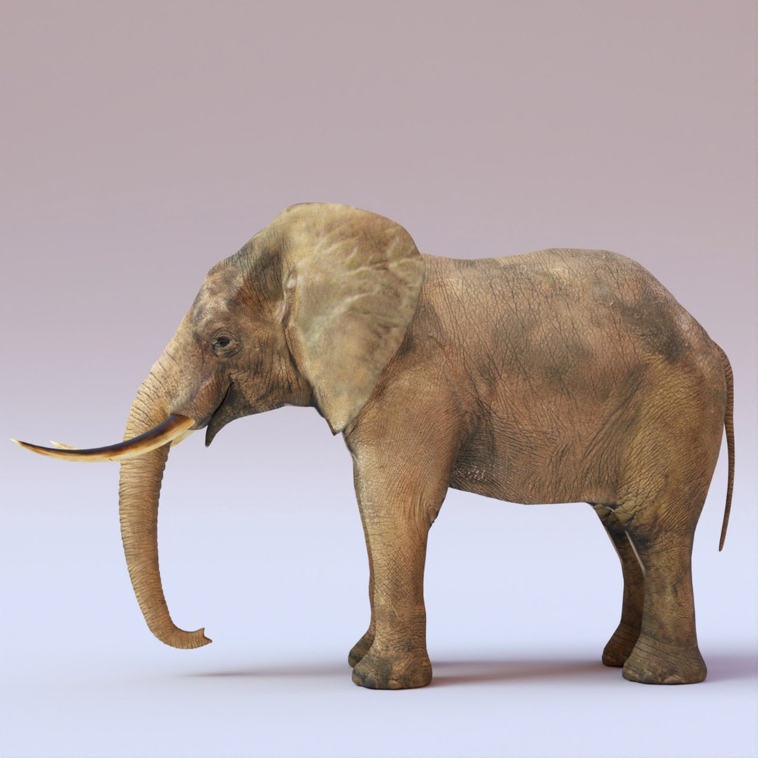 ELEPHANT Model - TurboSquid 2031622