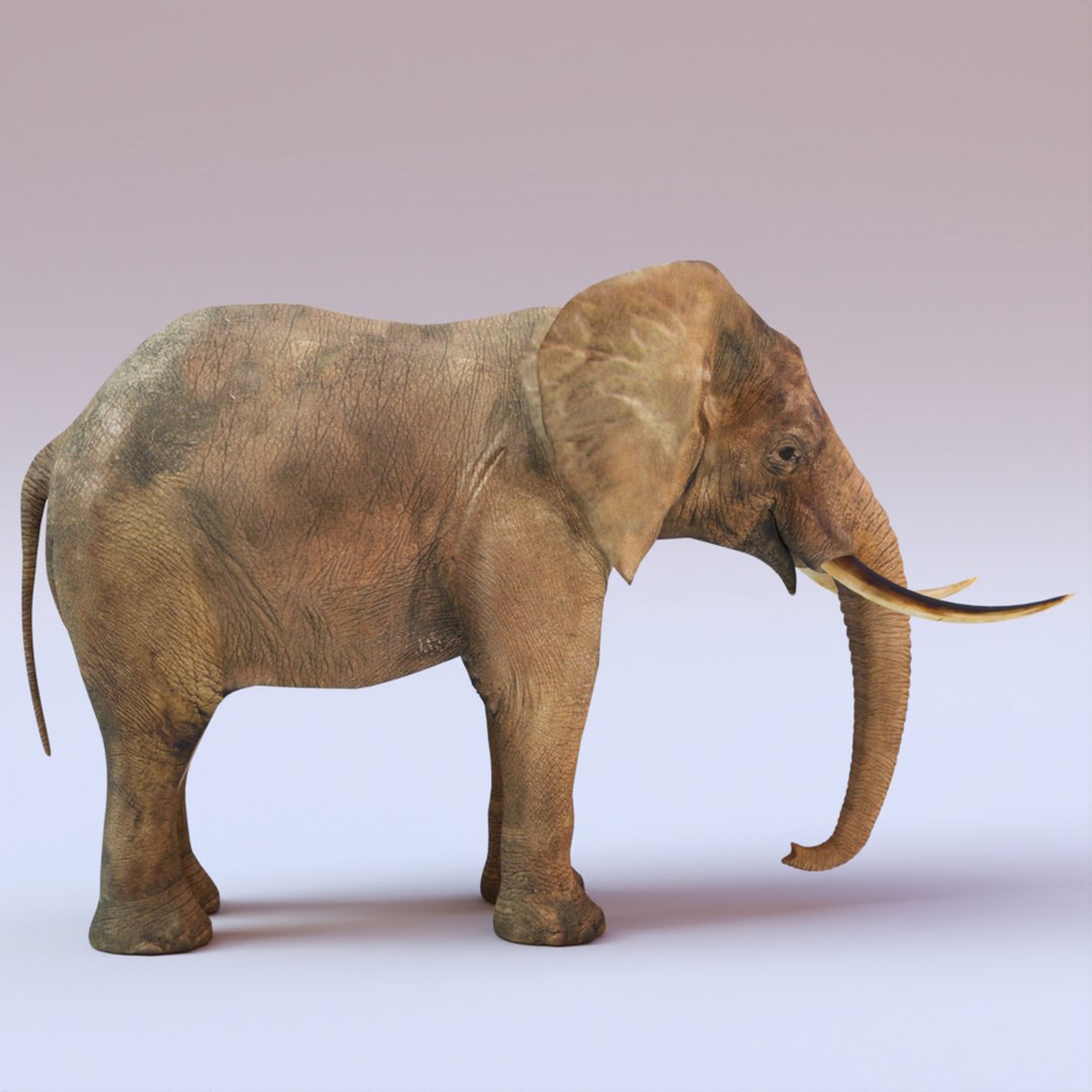 ELEPHANT Model - TurboSquid 2031622