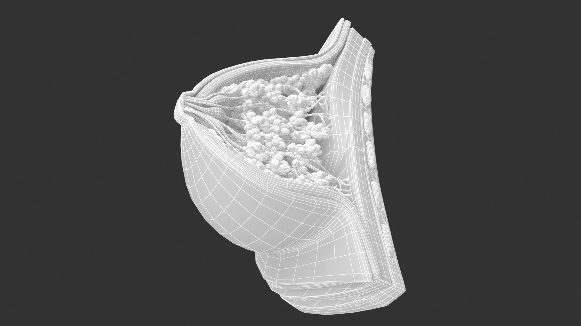 3D Model Human Female Breast Mammary - TurboSquid 1652023