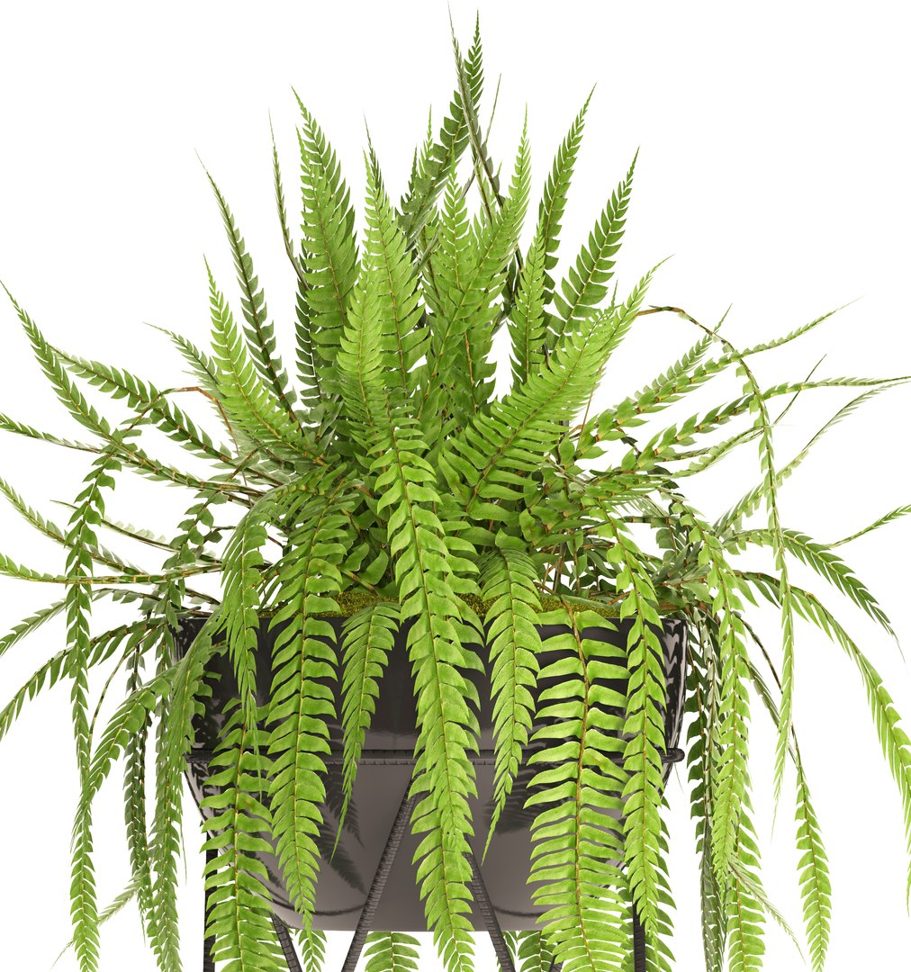 Fern 3D Model - TurboSquid 1168490