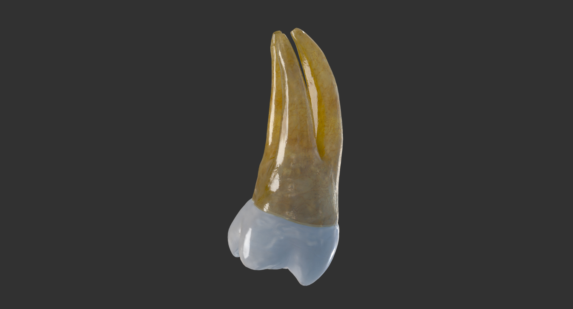 Upper Molar 3D Model - TurboSquid 1253605
