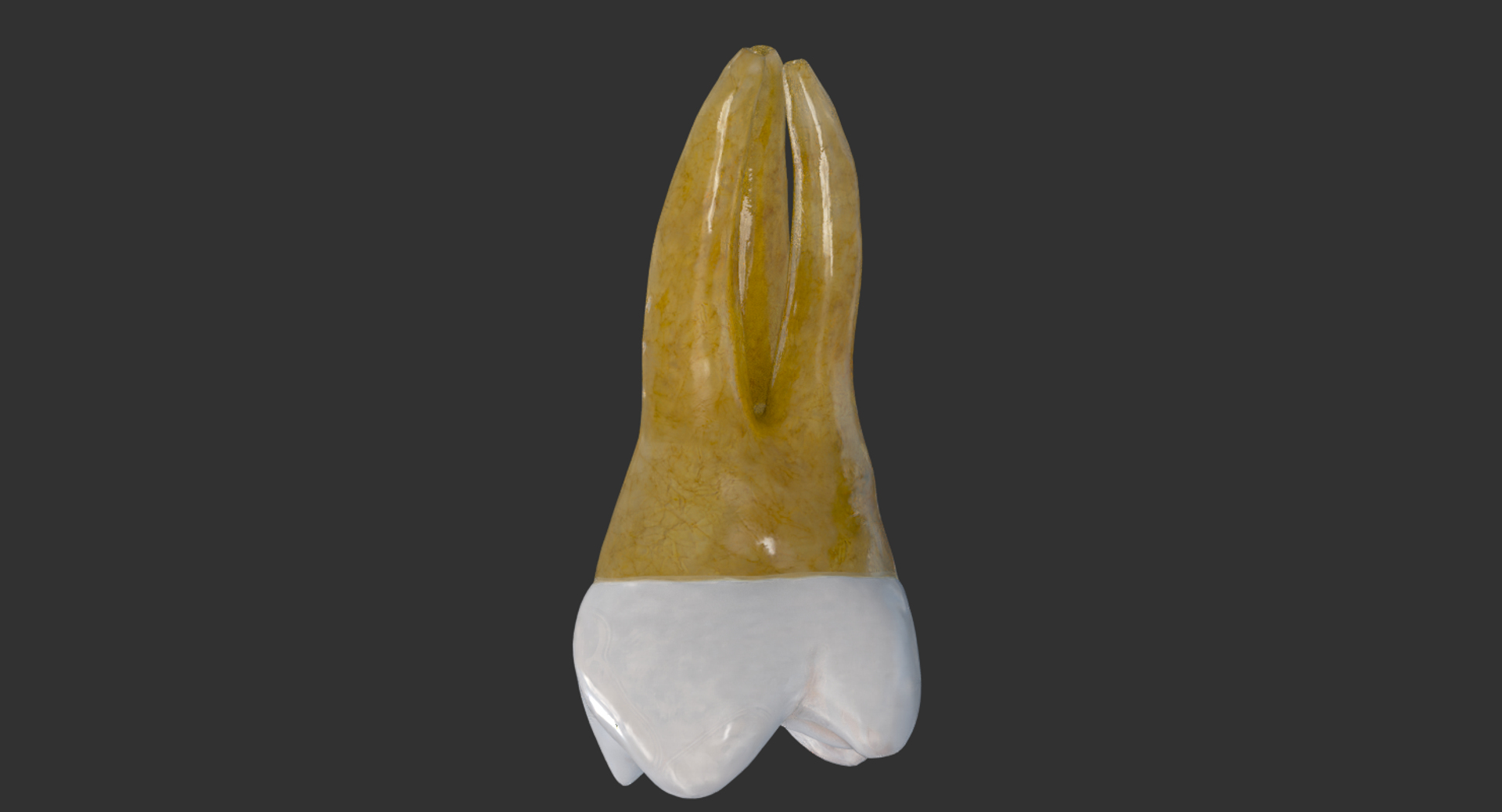 Upper Molar 3D Model - TurboSquid 1253605