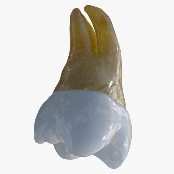 Upper molar 3D model - TurboSquid 1253605