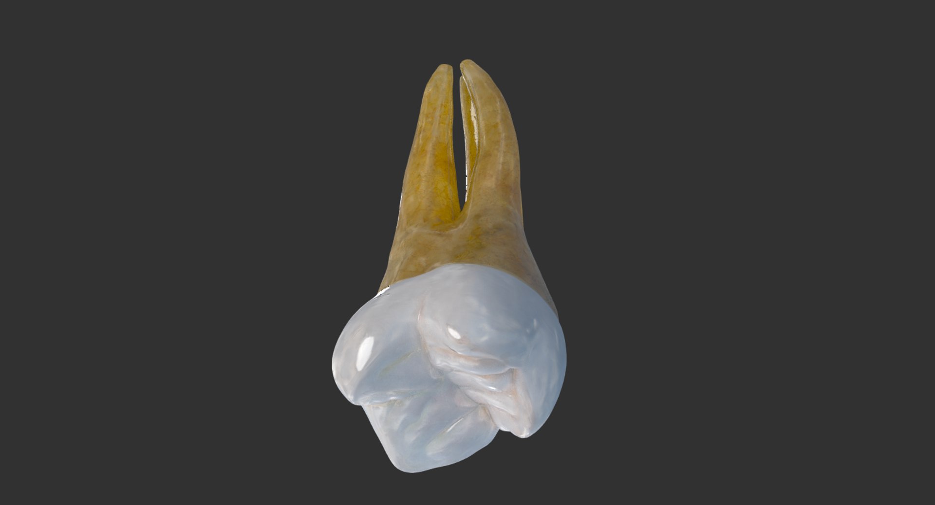 Upper Molar 3D Model - TurboSquid 1253605