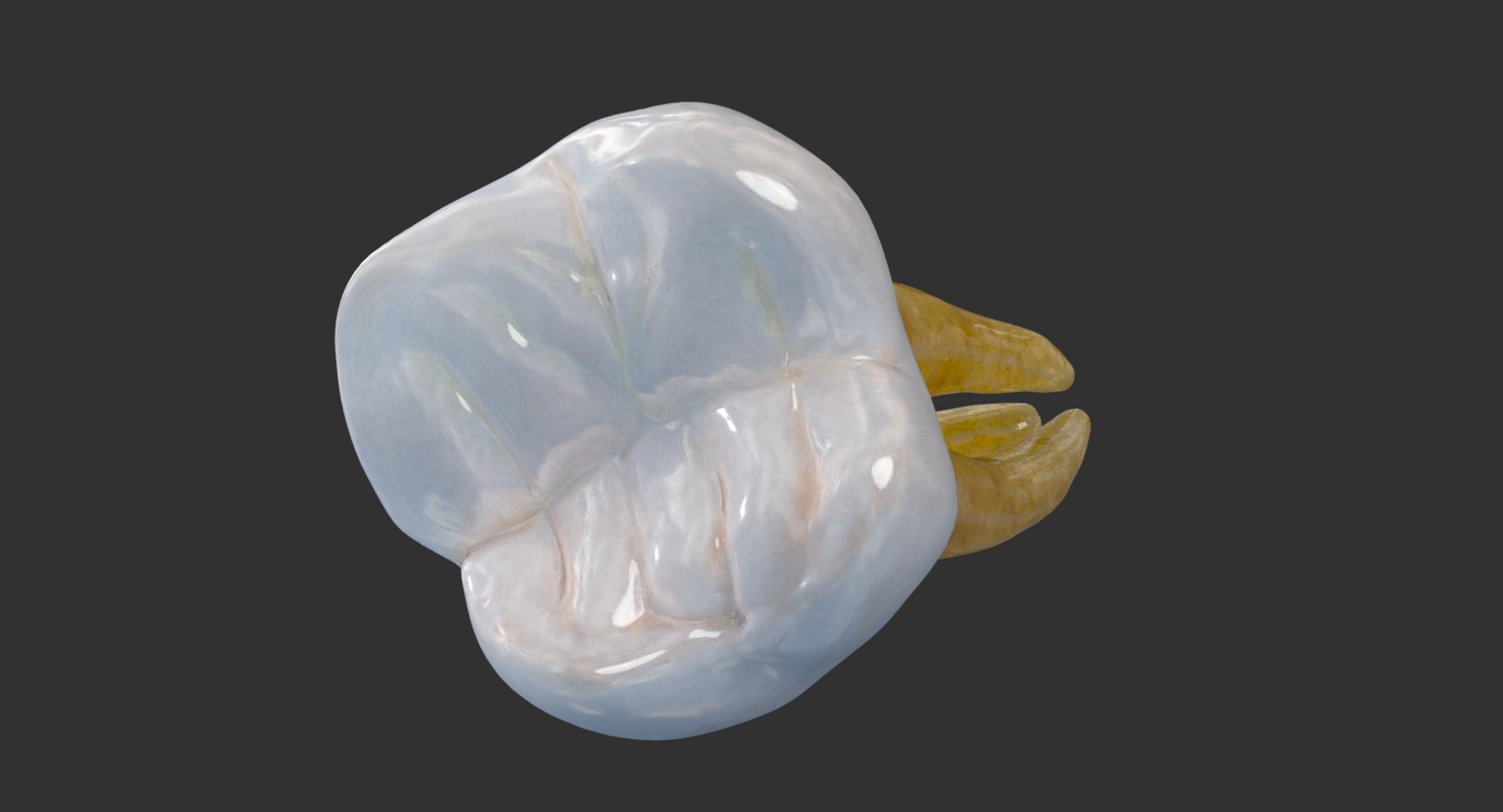 Upper Molar 3D Model - TurboSquid 1253605