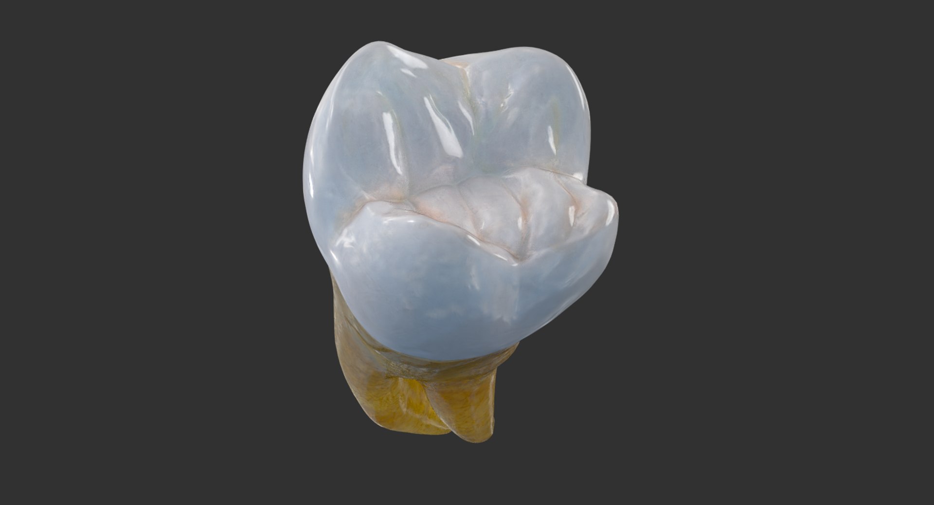 Upper Molar 3D Model - TurboSquid 1253605