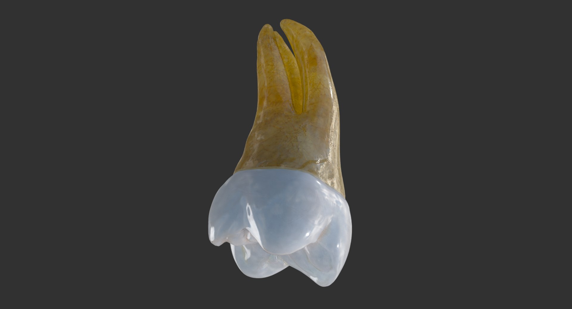 Upper Molar 3D Model - TurboSquid 1253605