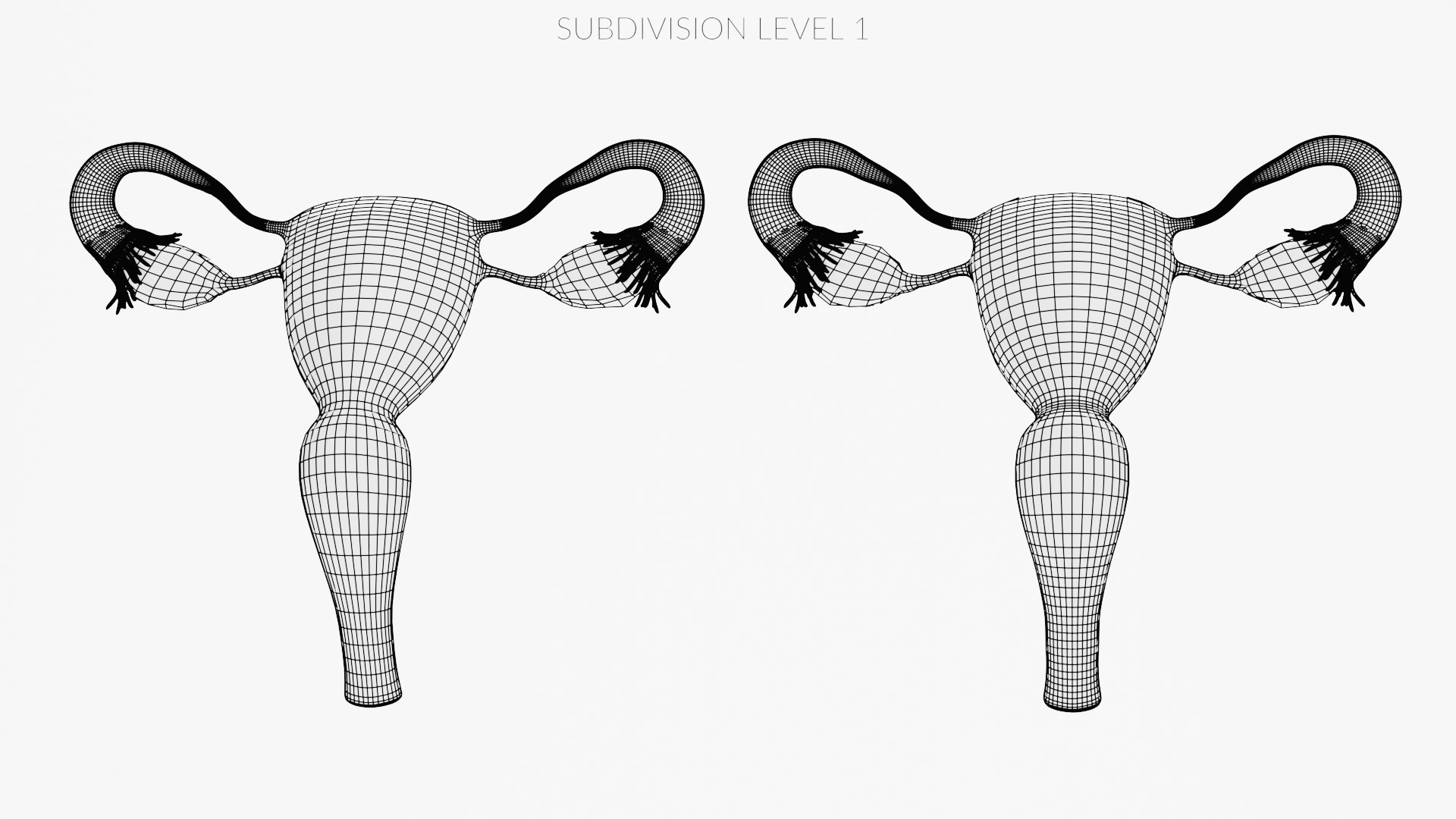 Female Reproductive System Set Model - TurboSquid 1775999