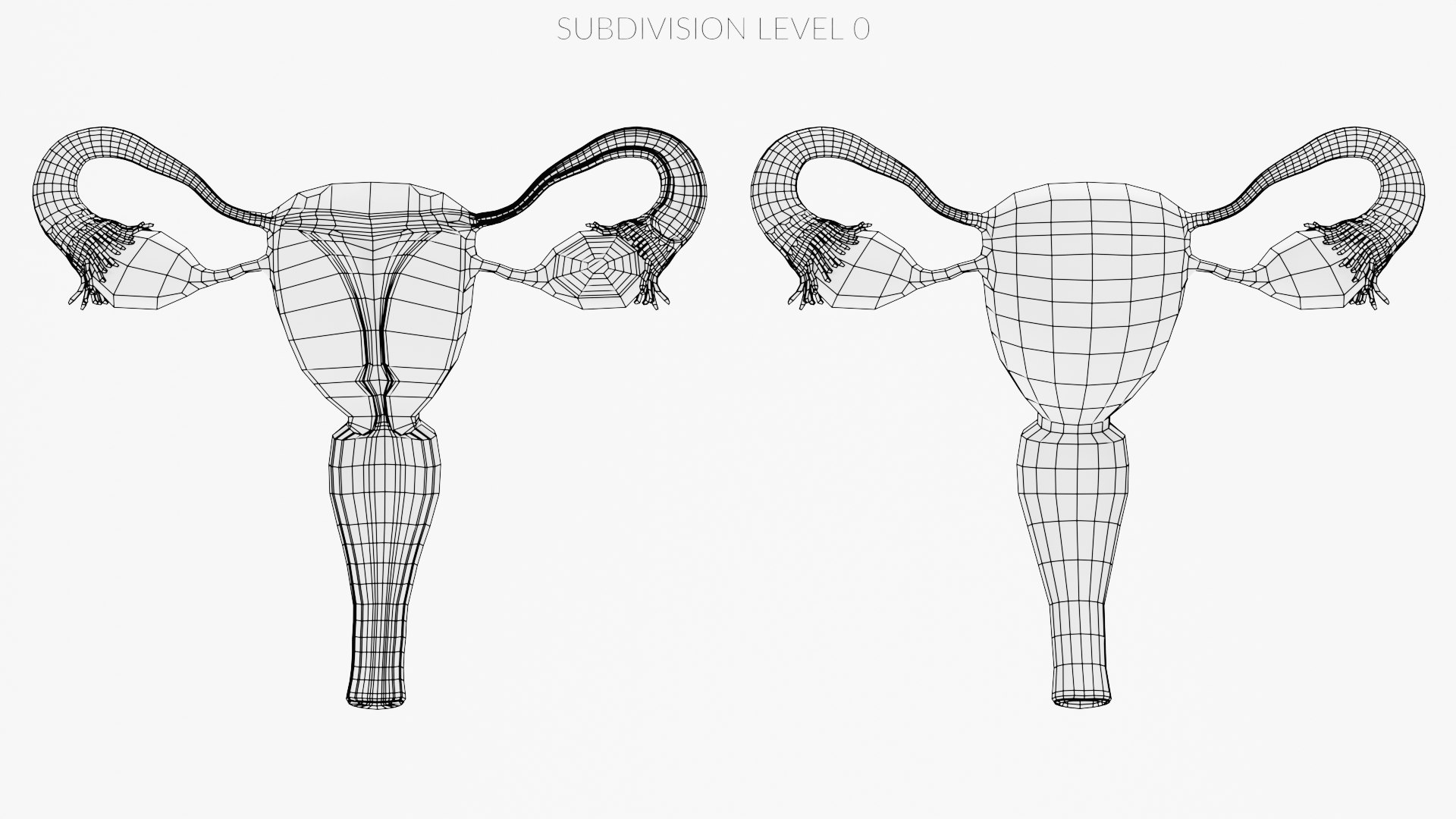 Female Reproductive System Set Model - TurboSquid 1775999