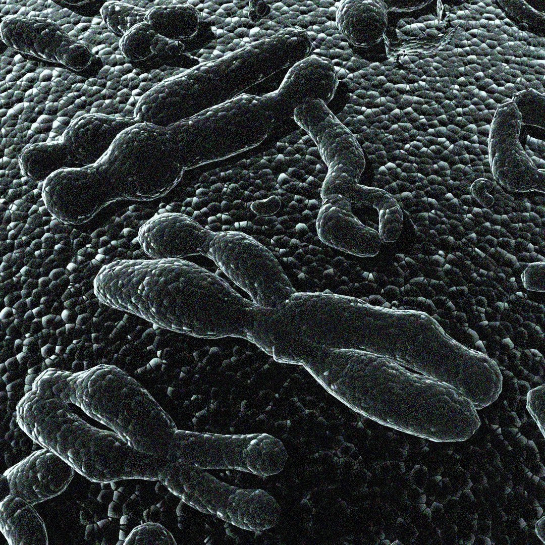 3d Model Chromosomes Human Shape