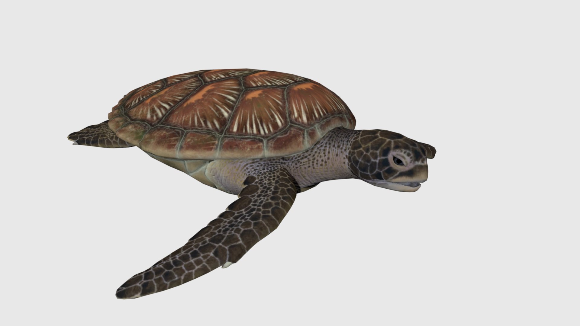 3D Turtle Rigged And Animated - TurboSquid 2335748