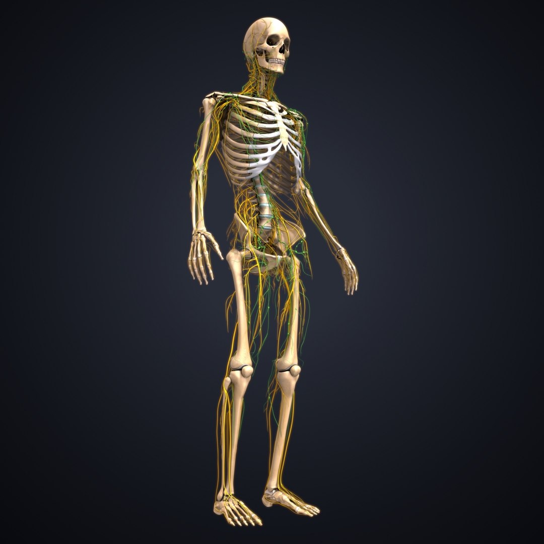 Skeleton Nerves Lymph 3D Model - TurboSquid 1218742