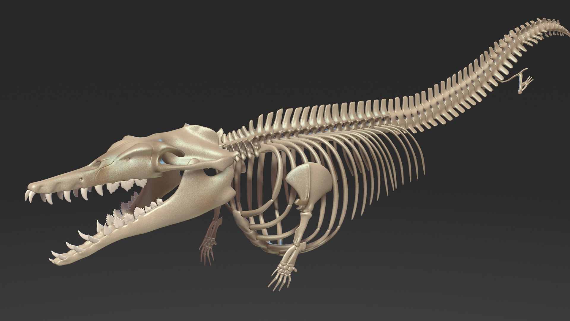 Dinosaur Basilosaurus Skeleton Skull 3D Model - TurboSquid 1597145