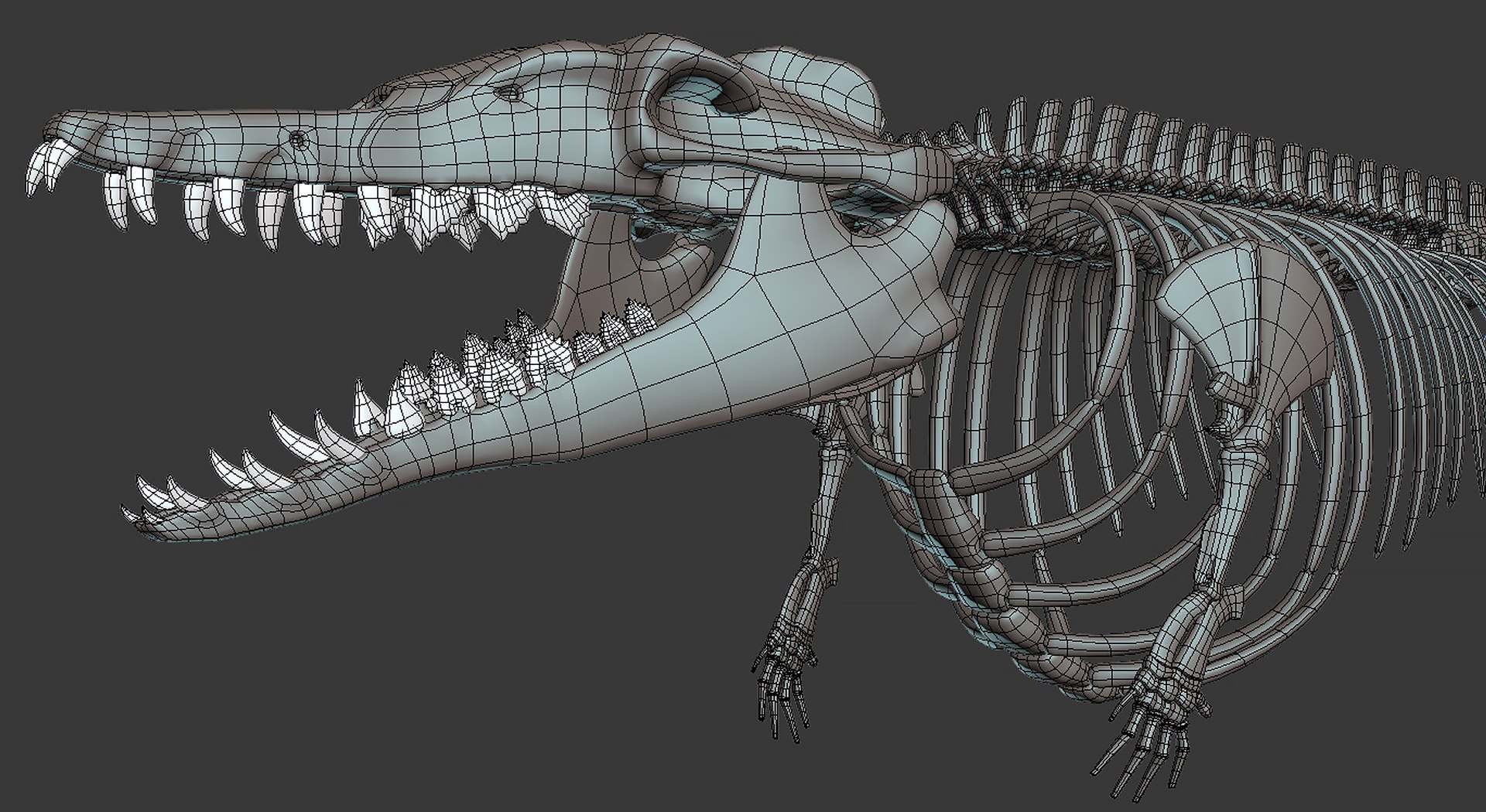 Dinosaur Basilosaurus Skeleton Skull 3D Model - TurboSquid 1597145