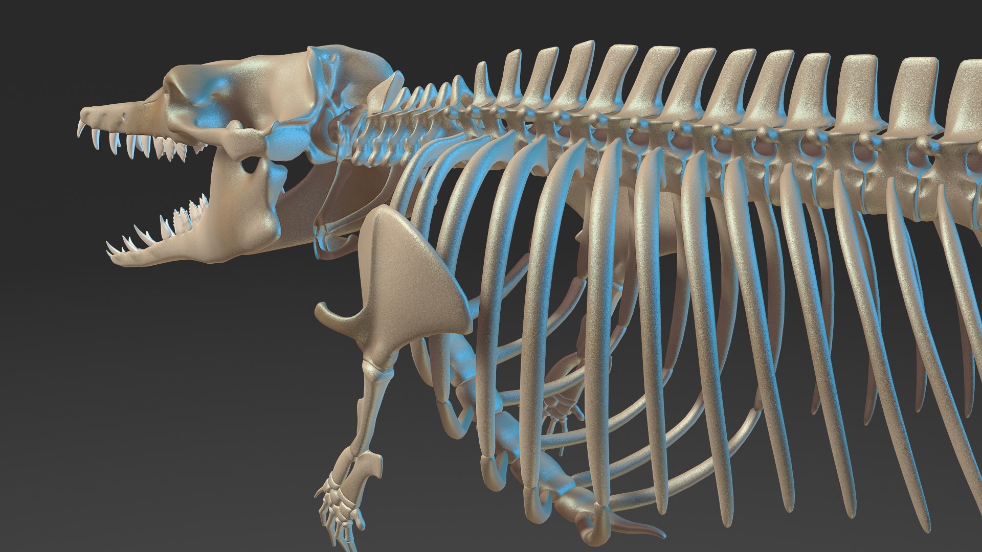 Dinosaur Basilosaurus Skeleton Skull 3D Model - TurboSquid 1597145