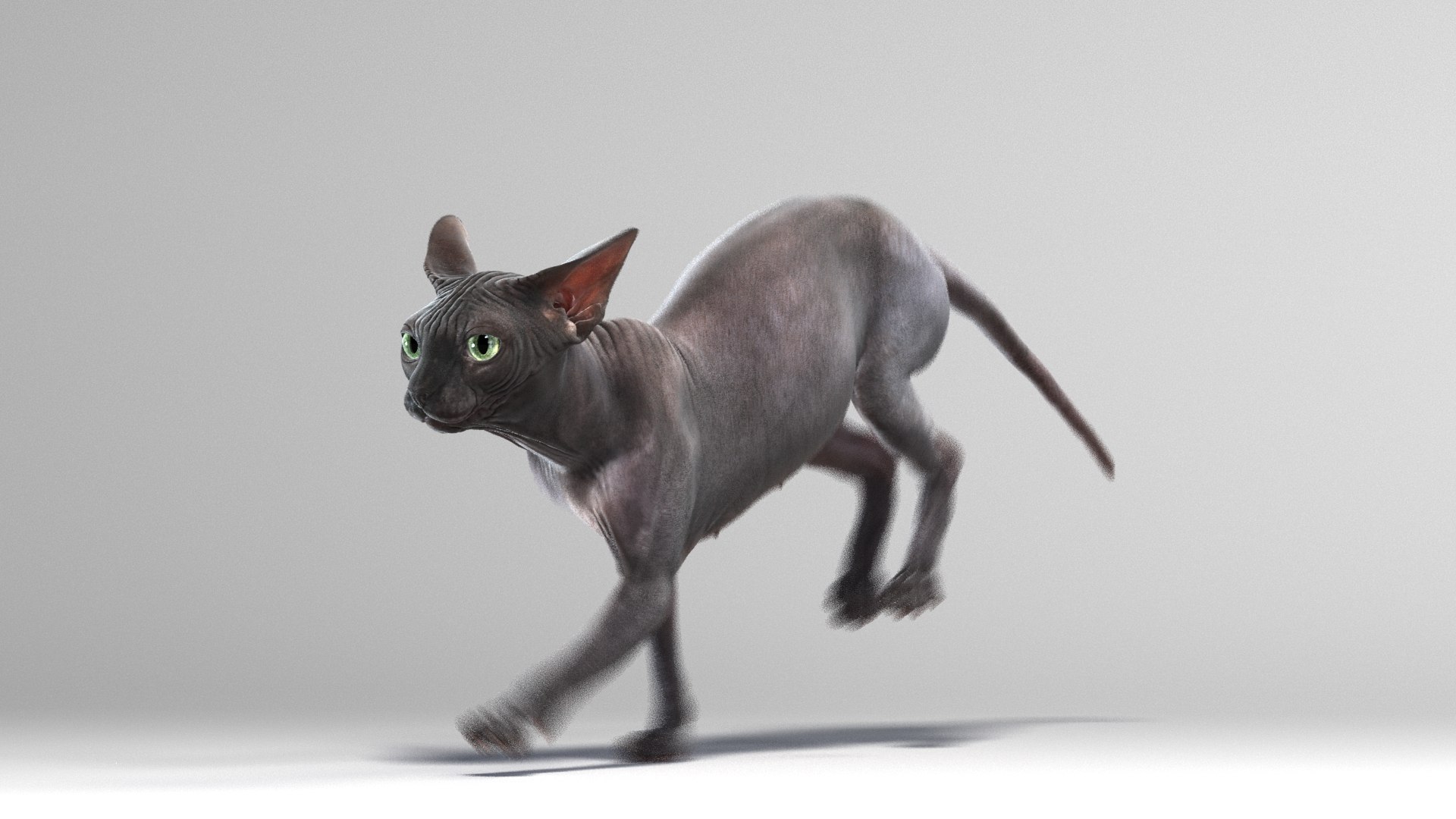 3D sphynx cats - TurboSquid 1435058