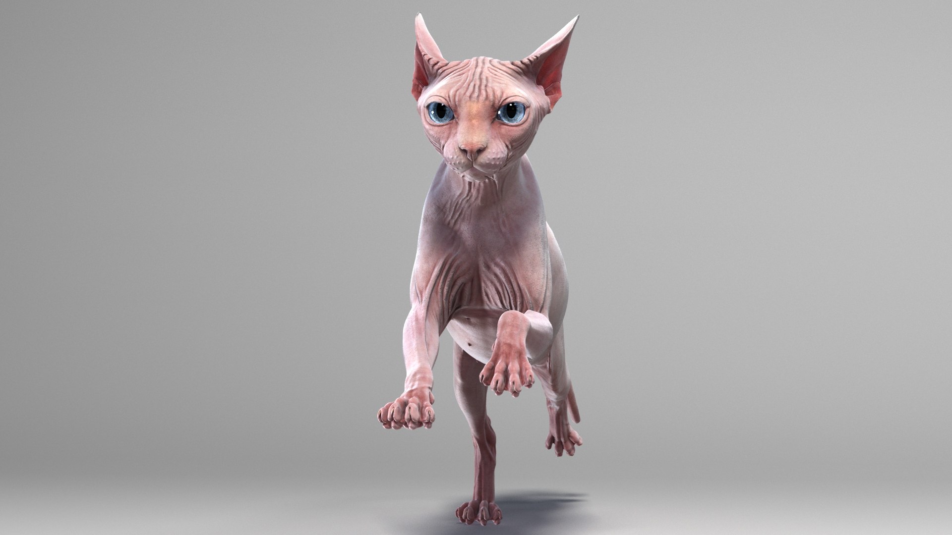 3D sphynx cats - TurboSquid 1435058