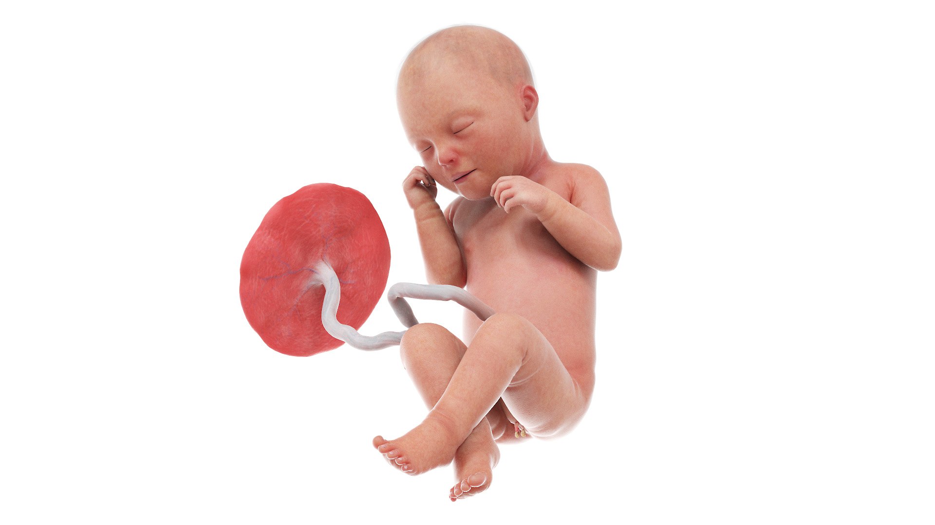 3D Fetus Week 33 Static - TurboSquid 1869295