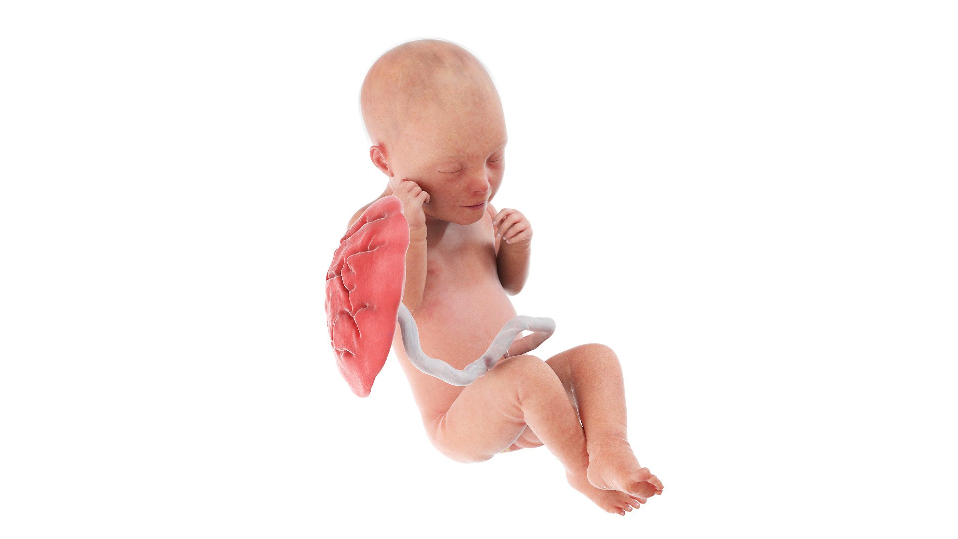 3D Fetus Week 33 Static - TurboSquid 1869295