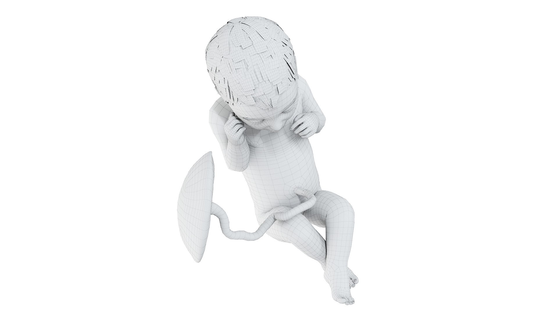 3D Fetus Week 33 Static - TurboSquid 1869295