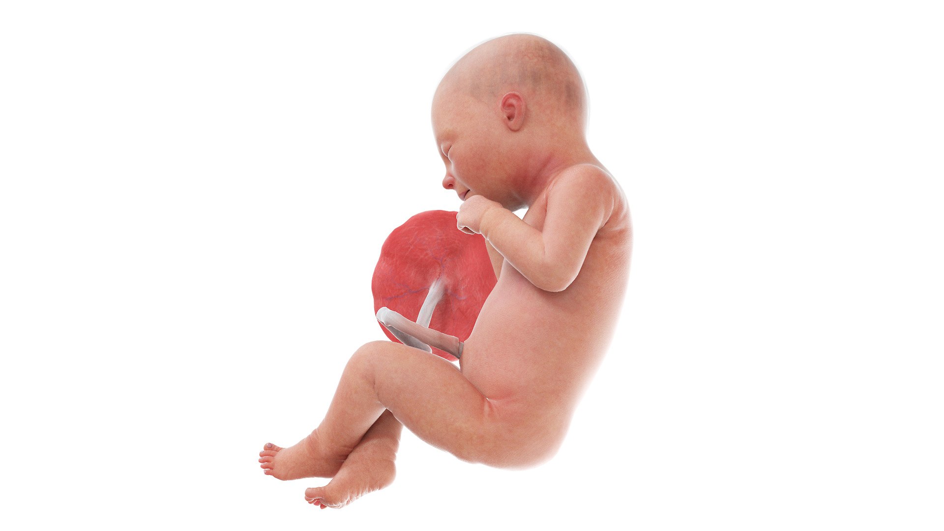 3D Fetus Week 33 Static - TurboSquid 1869295