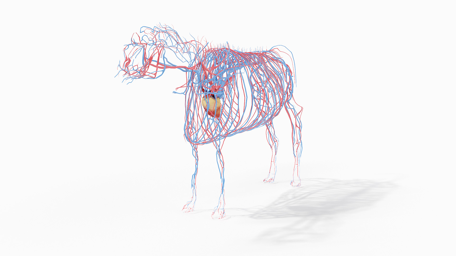 3D Cow Body Skeleton And Vascular System Static - TurboSquid 1893852