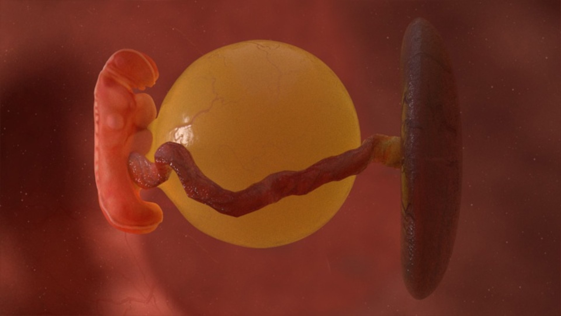 Fetus Development 3D Model - TurboSquid 2351285