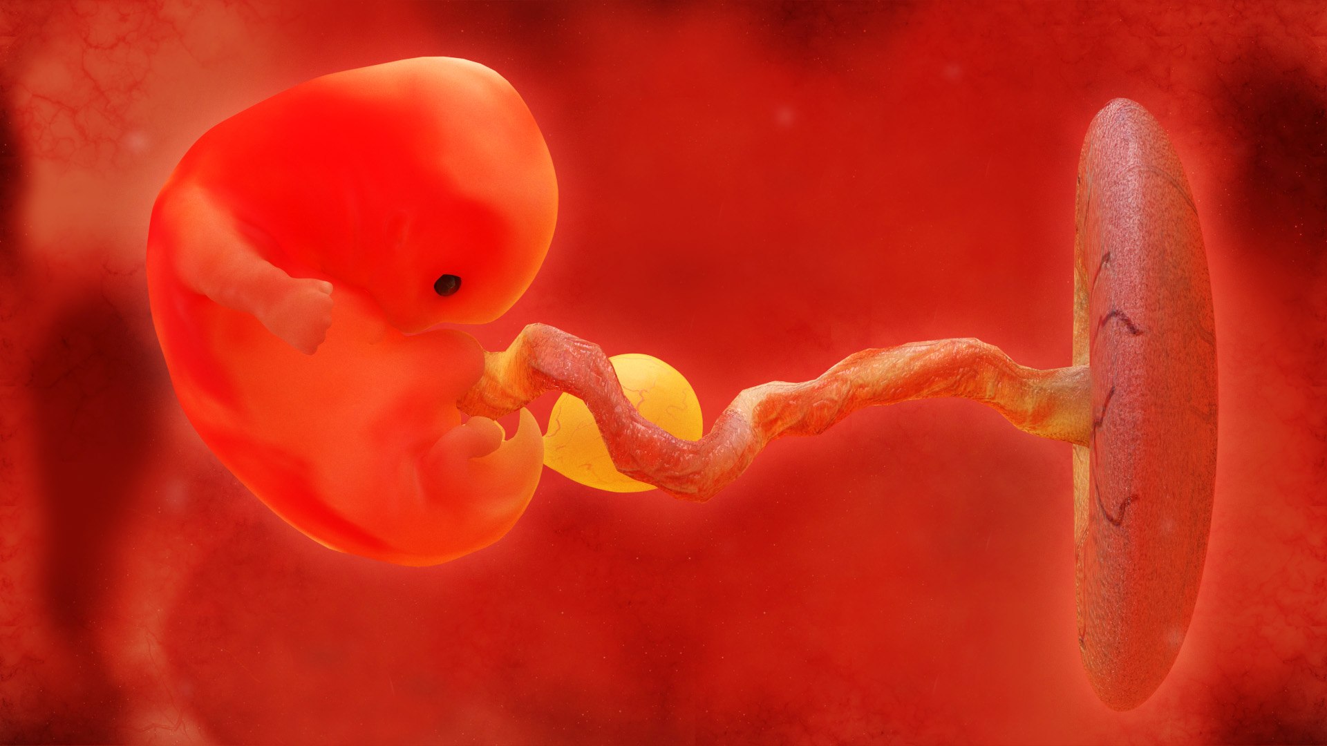Fetus Development 3D Model - TurboSquid 2351285