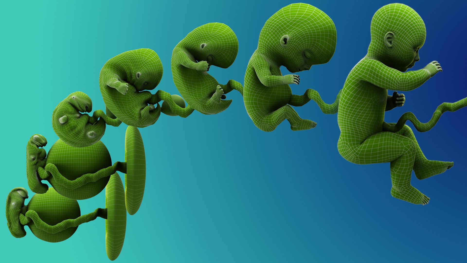 Fetus Development 3D Model - TurboSquid 2351285