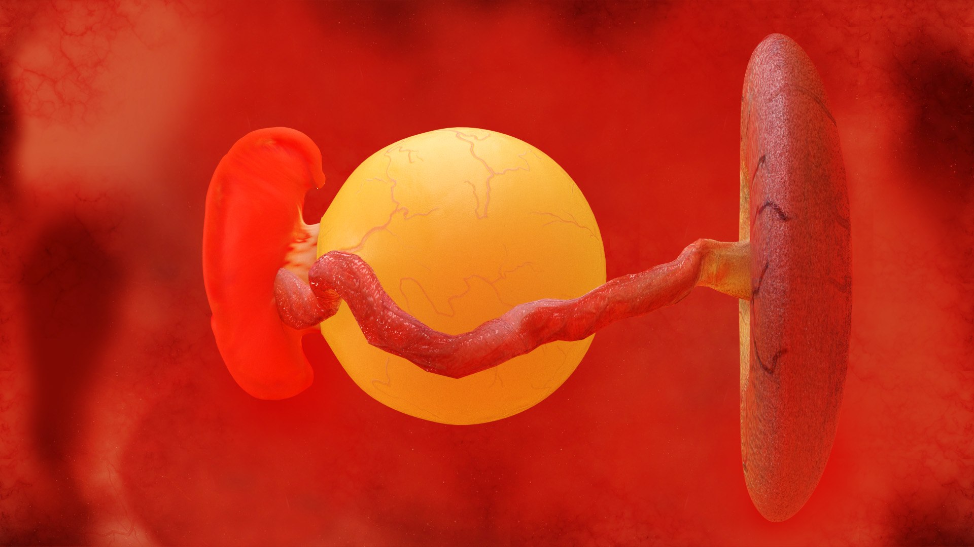 Fetus Development 3D Model - TurboSquid 2351285