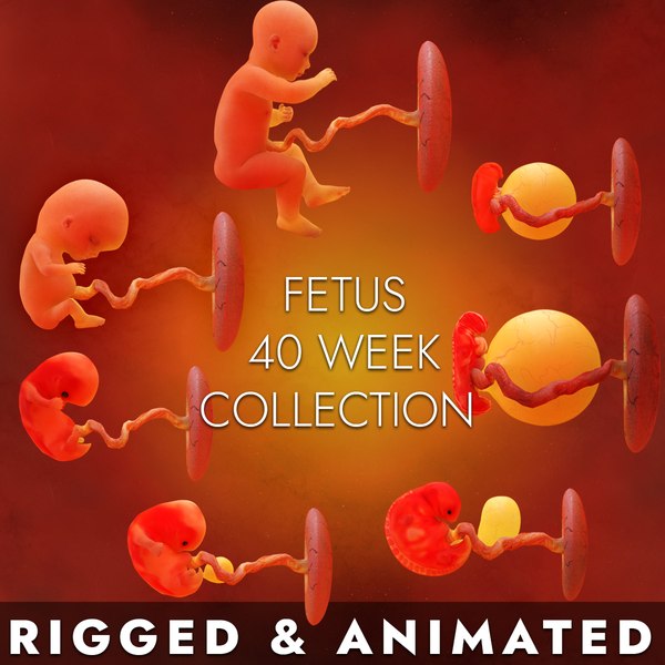 modelo 3d desarrollo del feto - TurboSquid 2351285