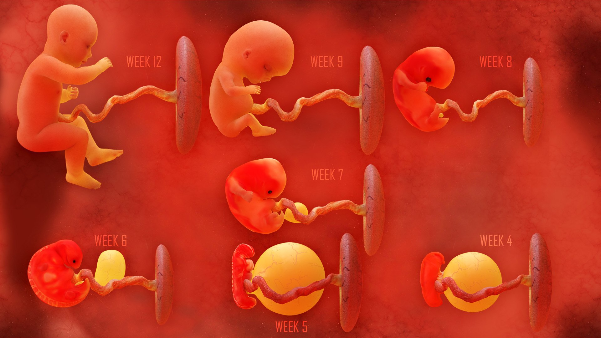 Fetus Development 3D Model - TurboSquid 2351285