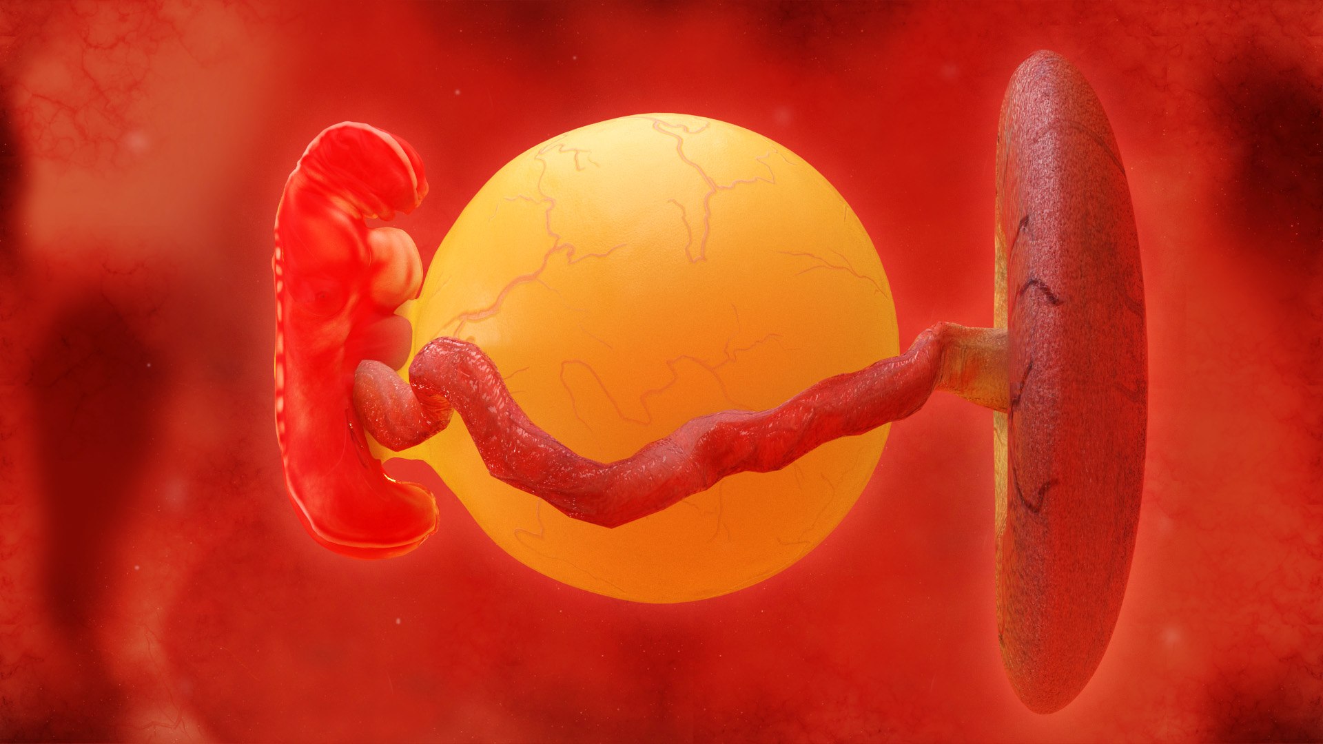 Fetus Development 3D Model - TurboSquid 2351285