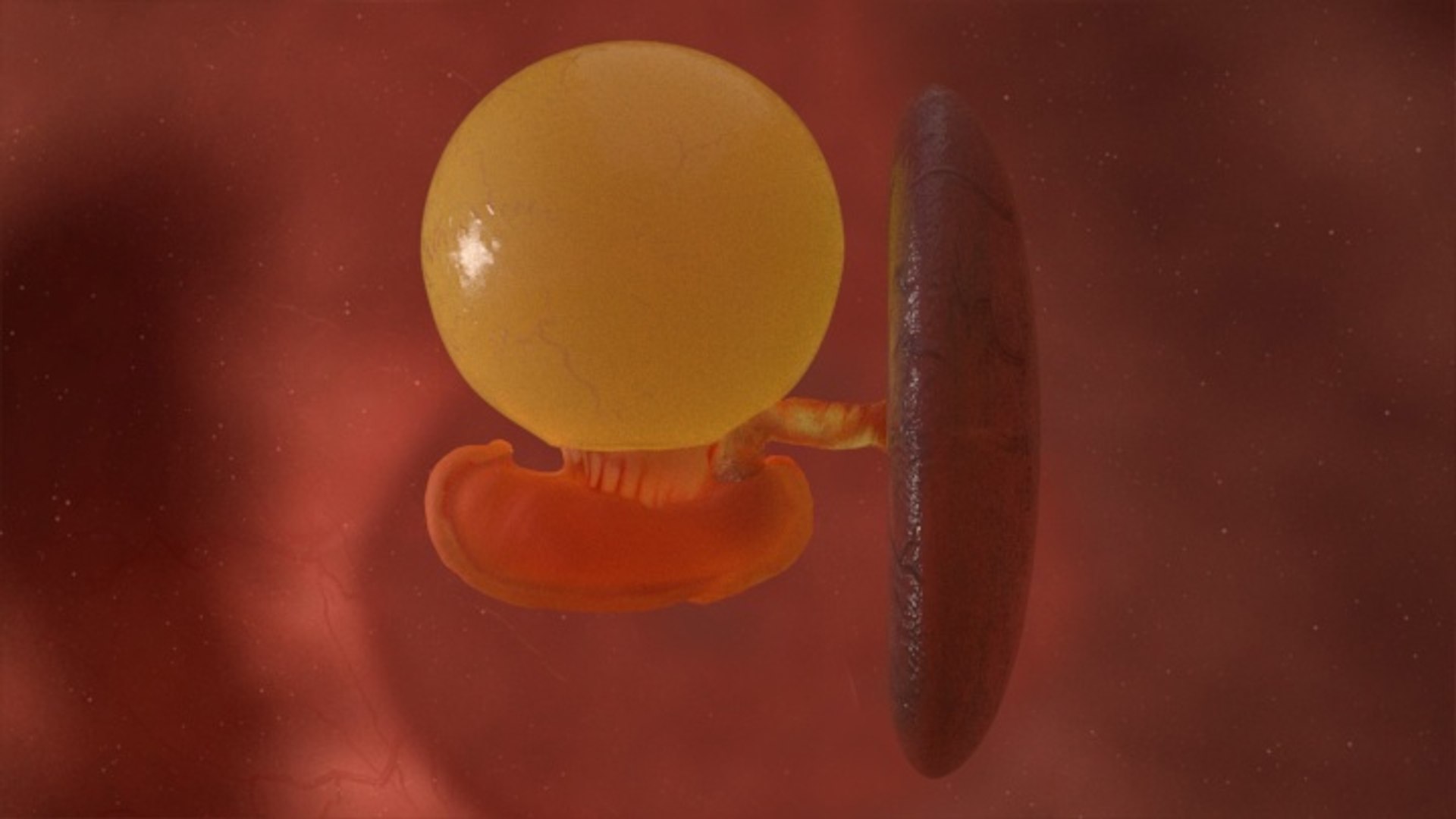 Fetus Development 3D Model - TurboSquid 2351285