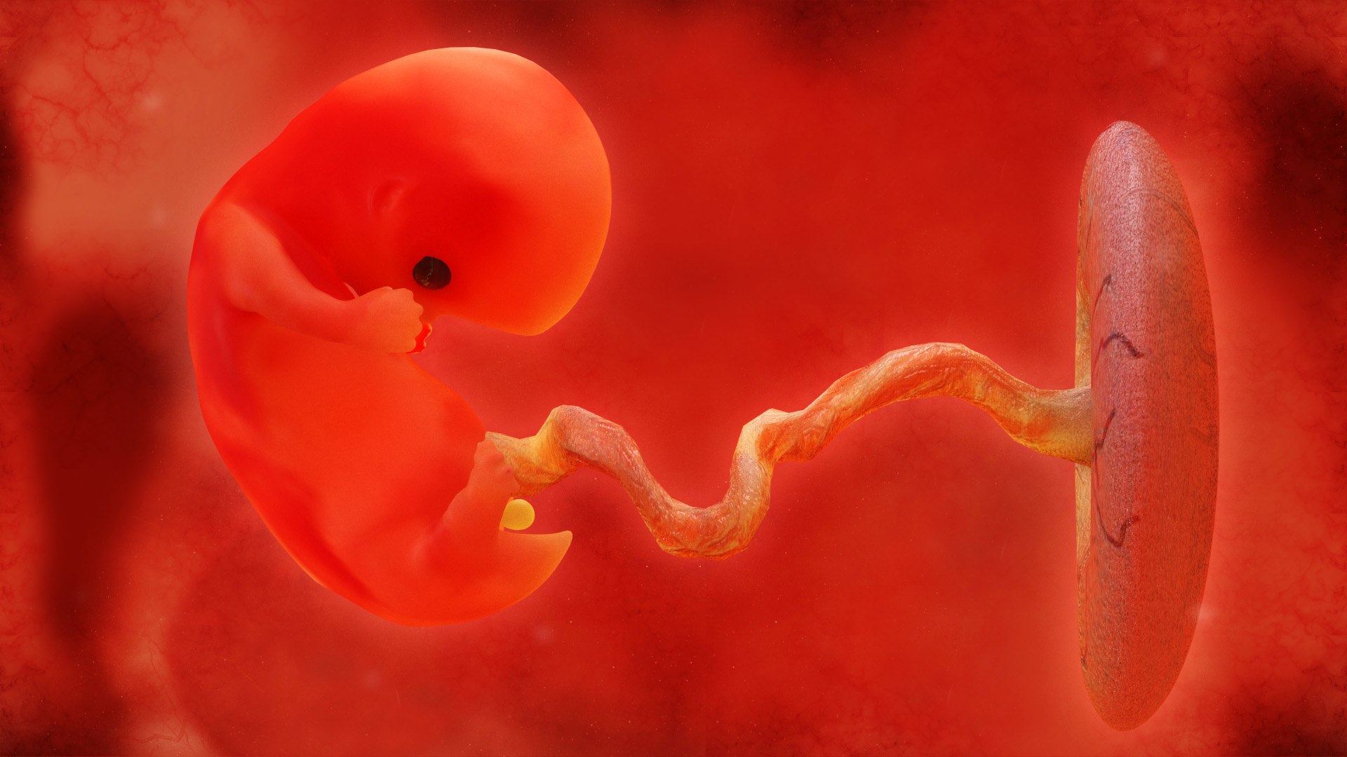 Fetus Development 3D Model - TurboSquid 2351285
