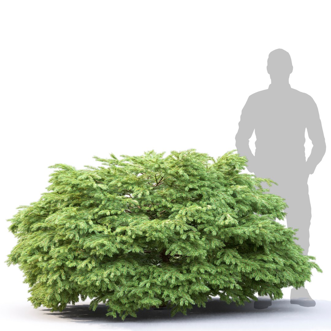 Picea Nidiformis 3D Model - TurboSquid 1689246
