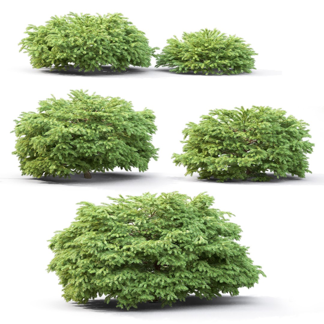 Picea Nidiformis 3D Model - TurboSquid 1689246