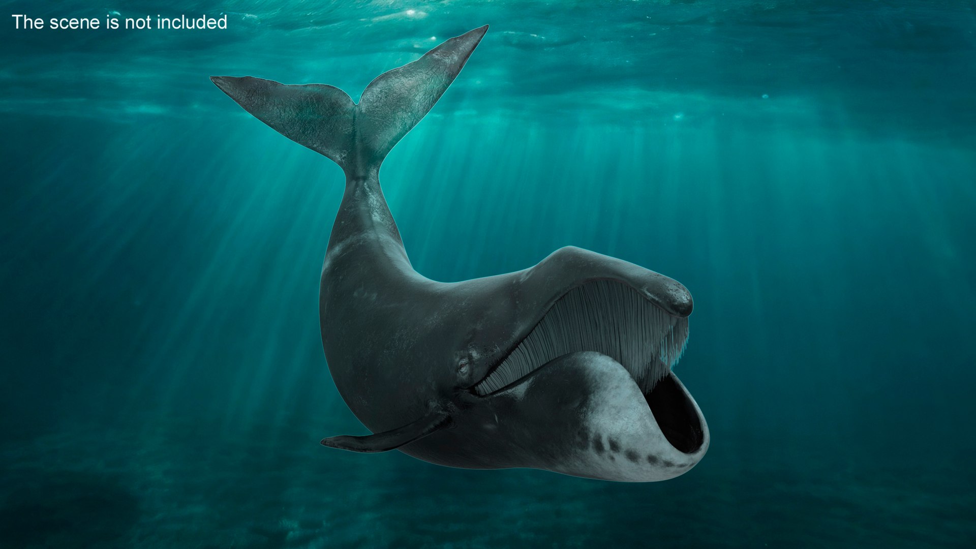 Swimming Bowhead Whale Model - TurboSquid 2116282