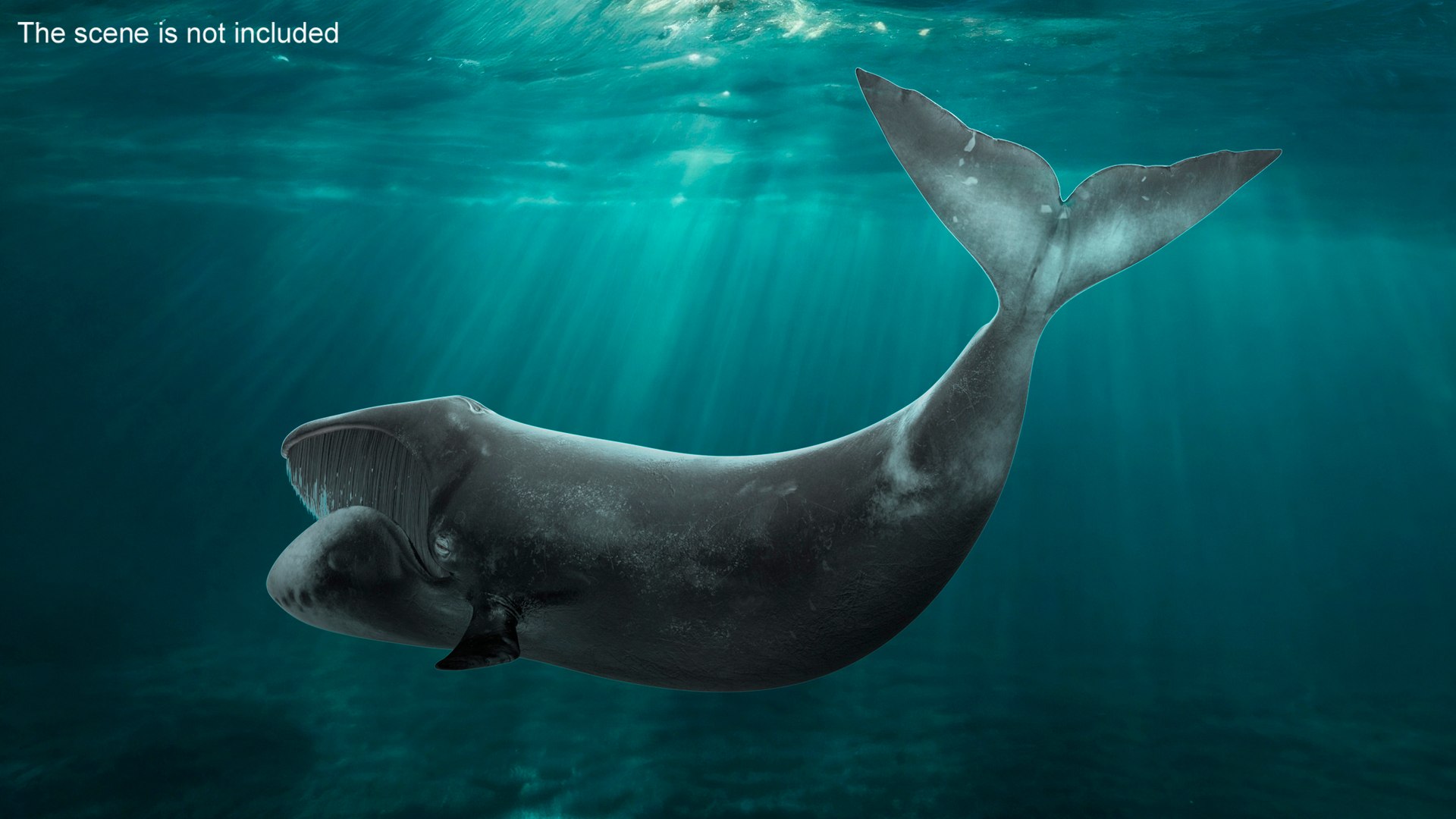 Swimming Bowhead Whale Model - TurboSquid 2116282