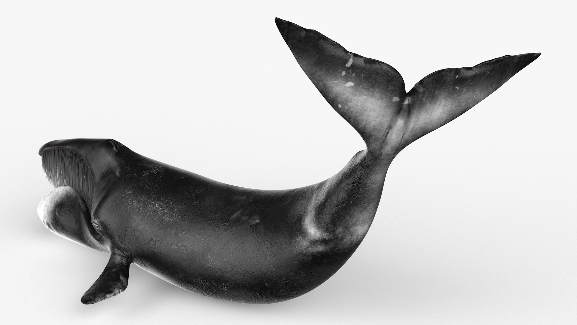 Swimming Bowhead Whale model - TurboSquid 2116282