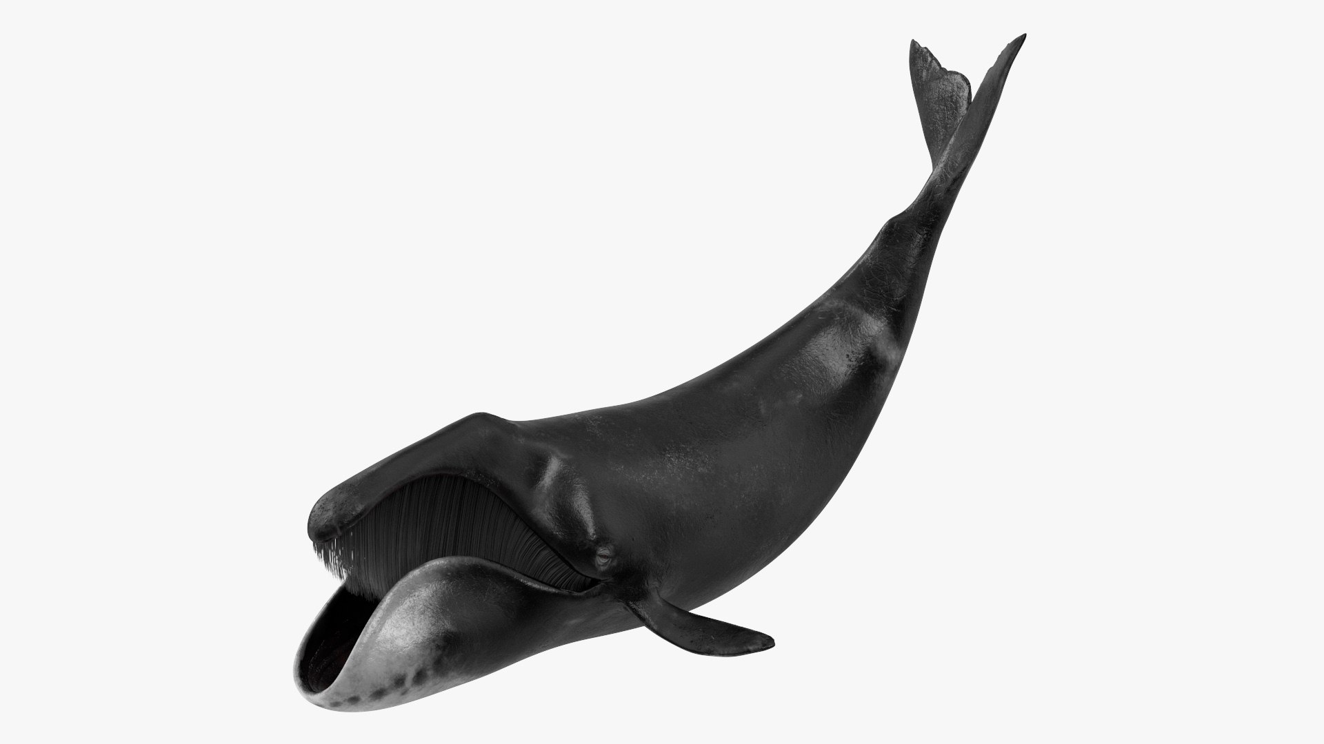 Swimming Bowhead Whale Model - TurboSquid 2116282