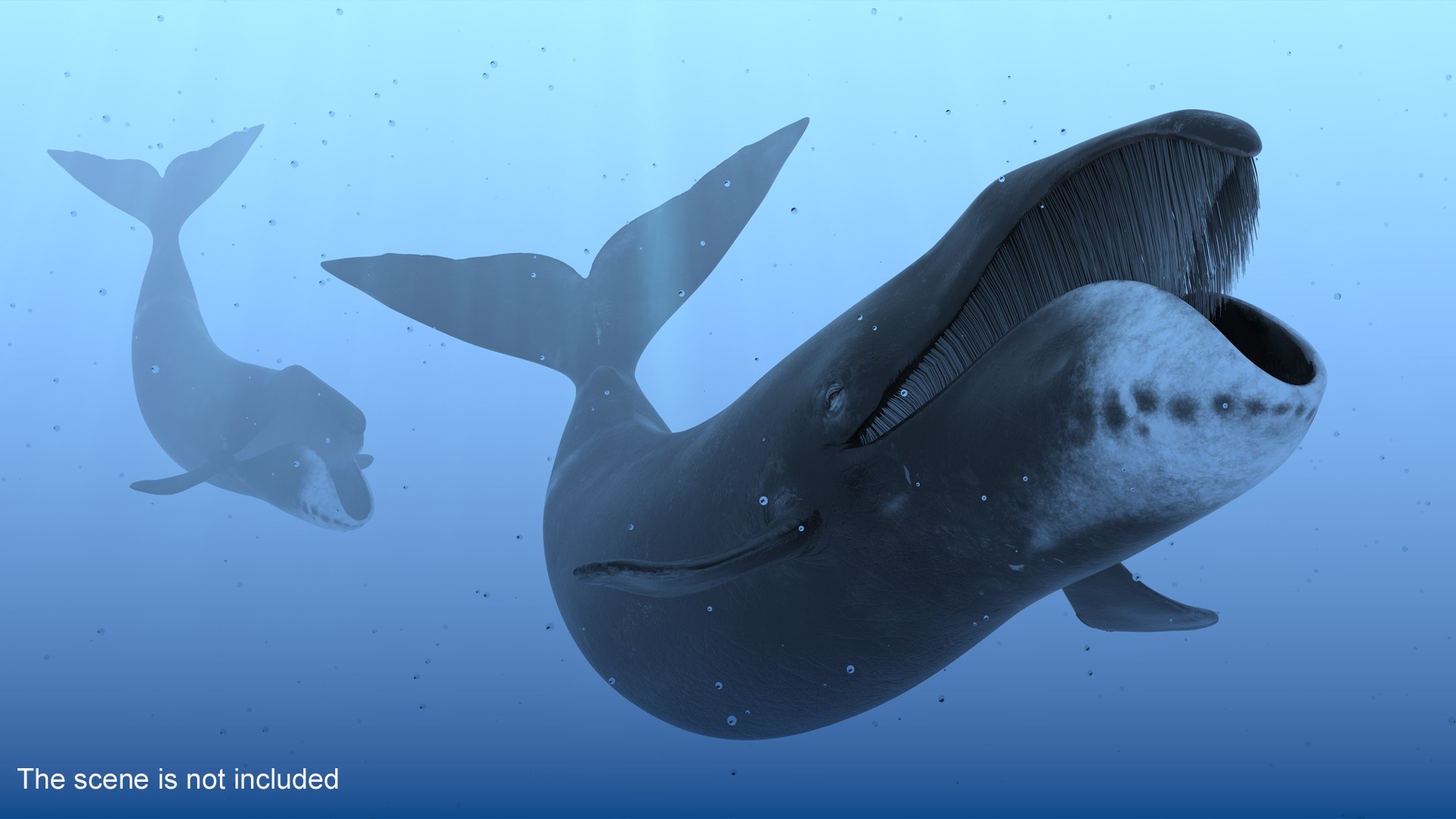 Swimming Bowhead Whale Model - TurboSquid 2116282