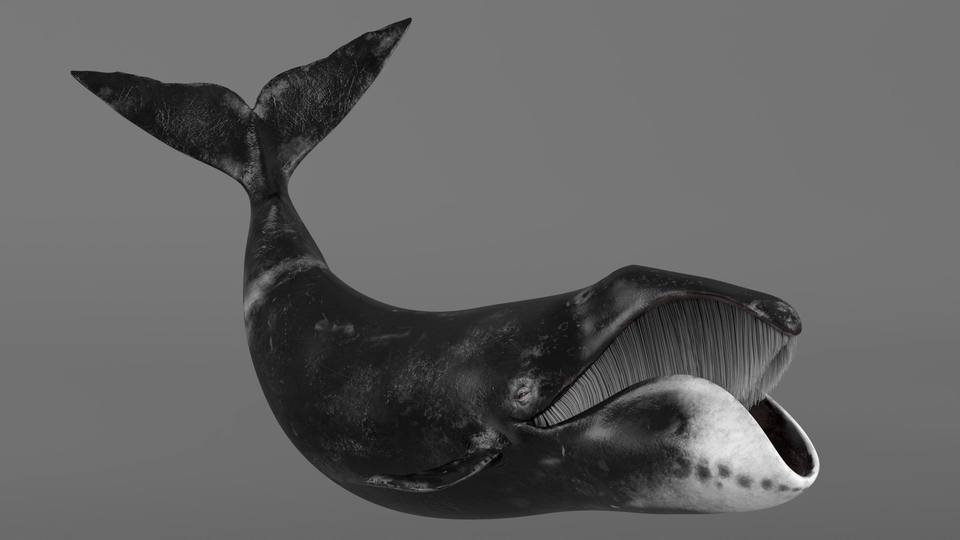 Swimming Bowhead Whale Model - TurboSquid 2116282