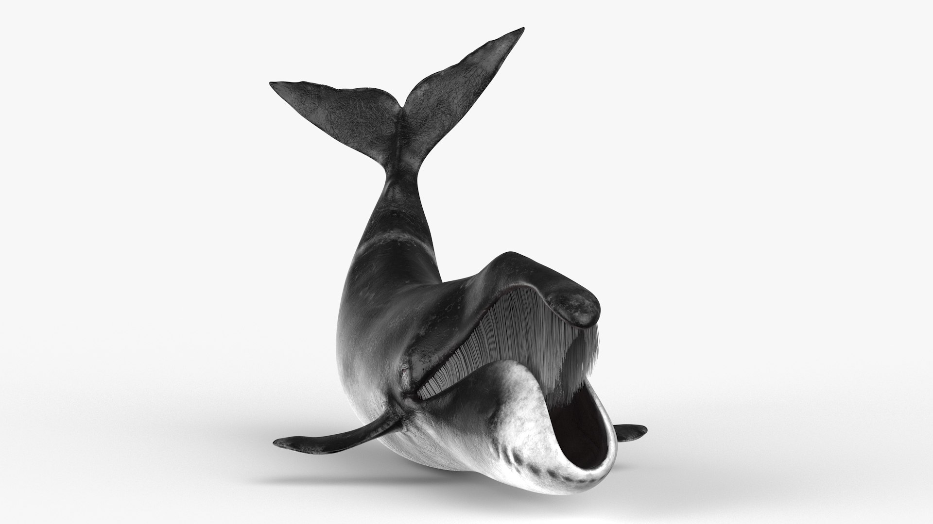 Swimming Bowhead Whale Model - TurboSquid 2116282