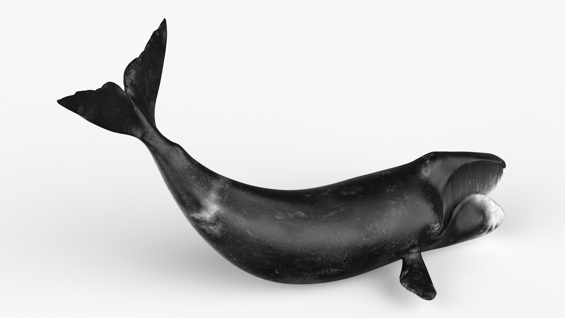 Swimming Bowhead Whale Model - TurboSquid 2116282
