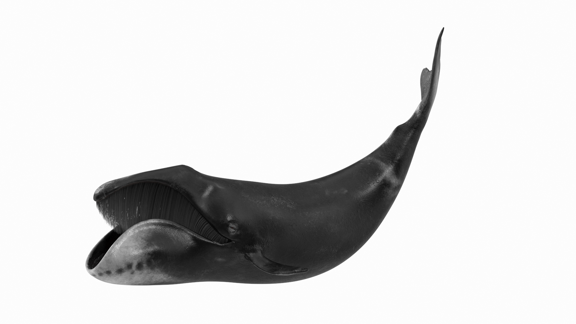 Swimming Bowhead Whale Model - TurboSquid 2116282