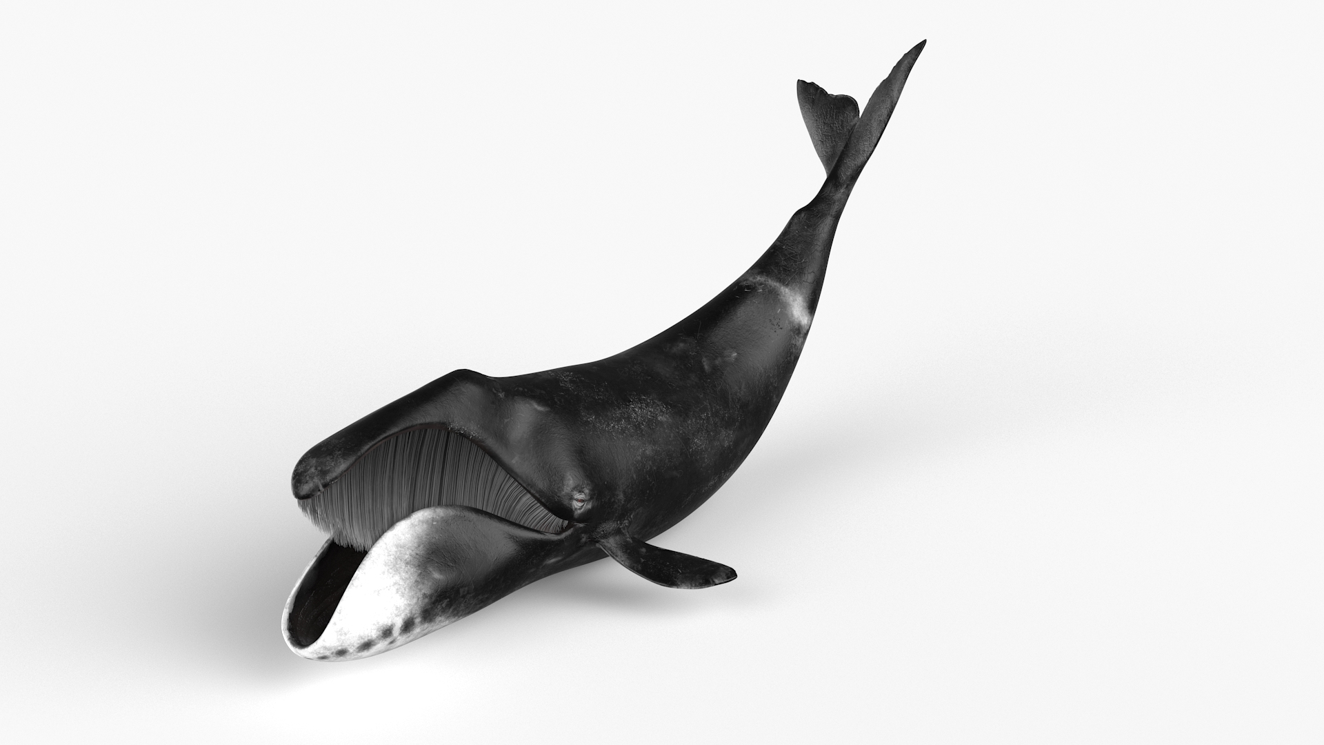 Swimming Bowhead Whale Model - TurboSquid 2116282